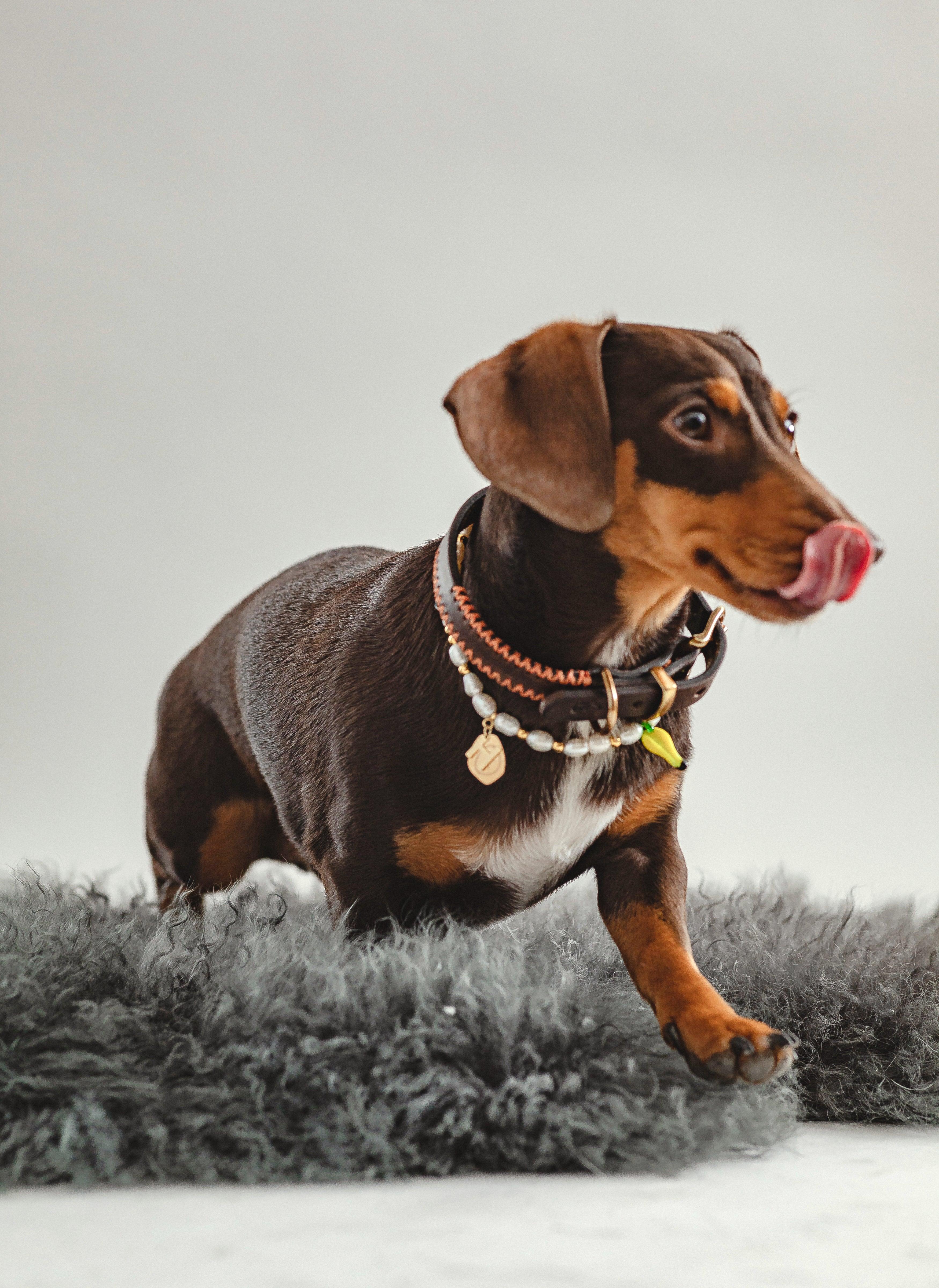 Dog Chains - Handcrafted Jewellery for your Dog! – Pintu